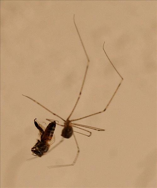 Wildlife Panorama Wildlife Focus